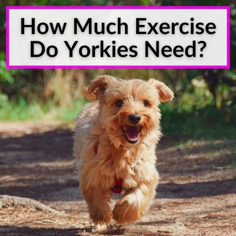 How Much Exercise Does A Yorkie Need? (Plus What Types)