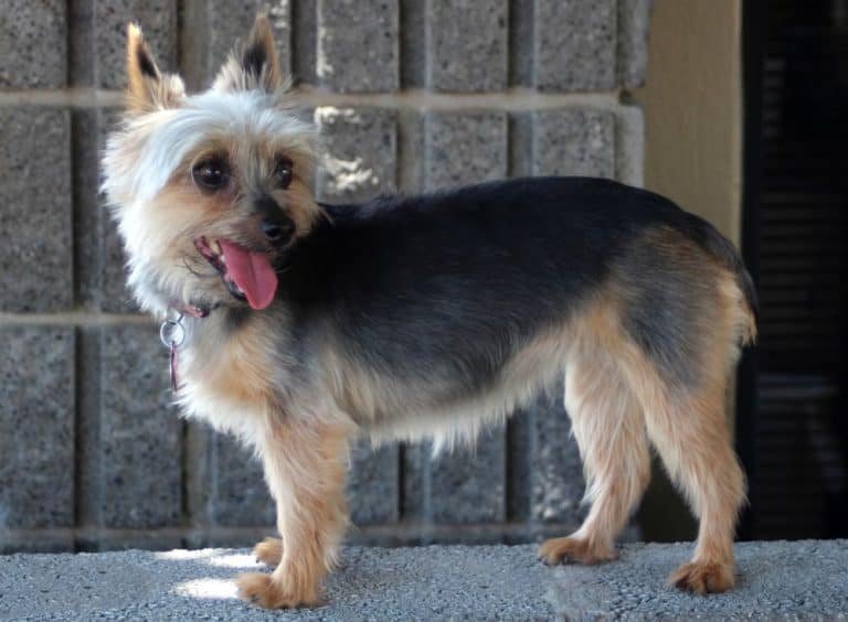 Are Yorkies Aggressive? (And How To Handle An Aggressive Dog)