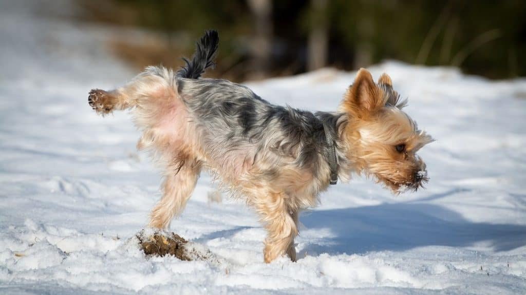 How To Train A Yorkie Puppy (This Secret Makes It Easy)