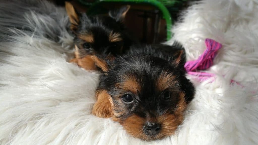 How To Potty Train A Yorkie Puppy (And Avoid The Common Mistakes)