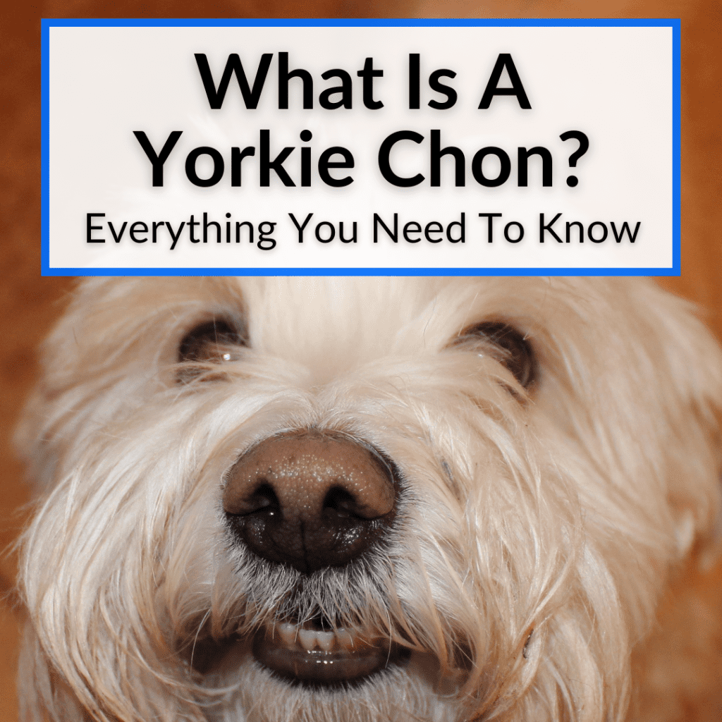 What Is A Yorkie Chon? (Everything You Need To Know)