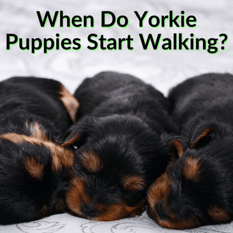 When Do Yorkie Puppies Start Walking?