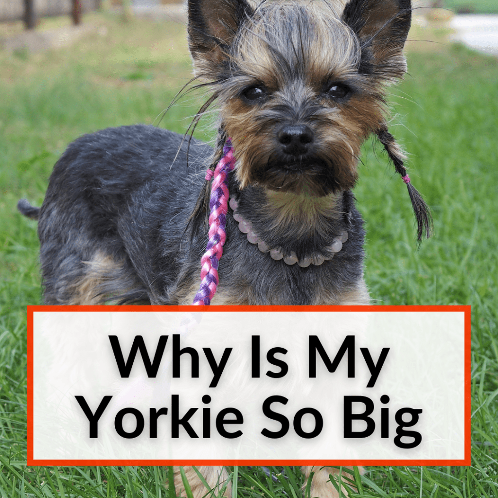 When Do Yorkies' Ears Stand Up? (+How To Help Them Along)