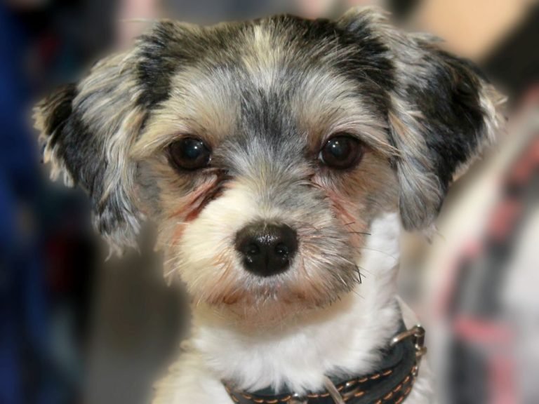 Parti Yorkie Vs Biewer (Surprising Differences)
