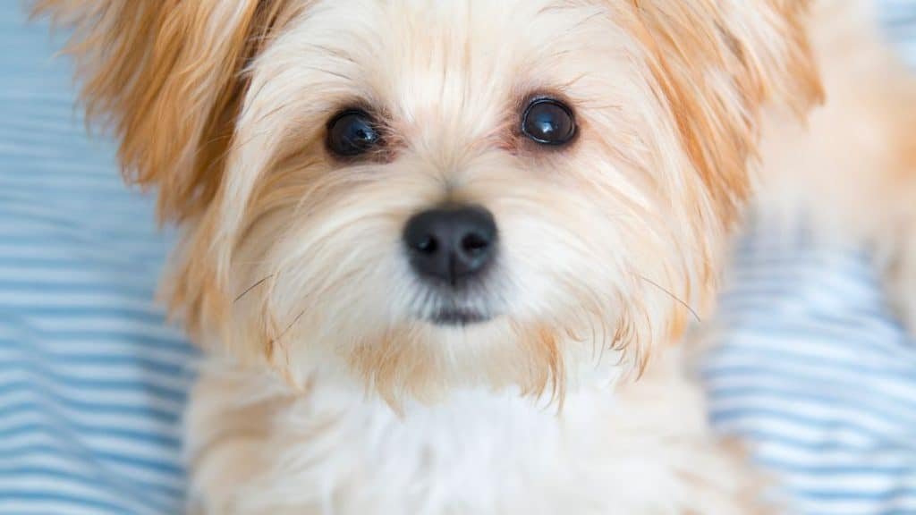 White Yorkshire Terrier: Purebred Or Not?
