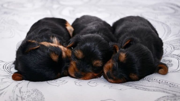 Yorkie Puppy Coat Stages (What Changes You Can Expect)
