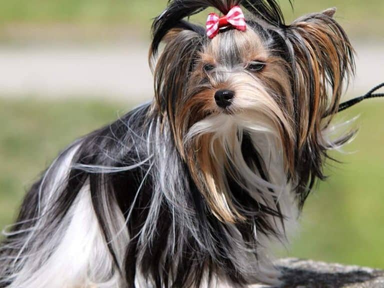 Parti Yorkie Vs Biewer (Surprising Differences)