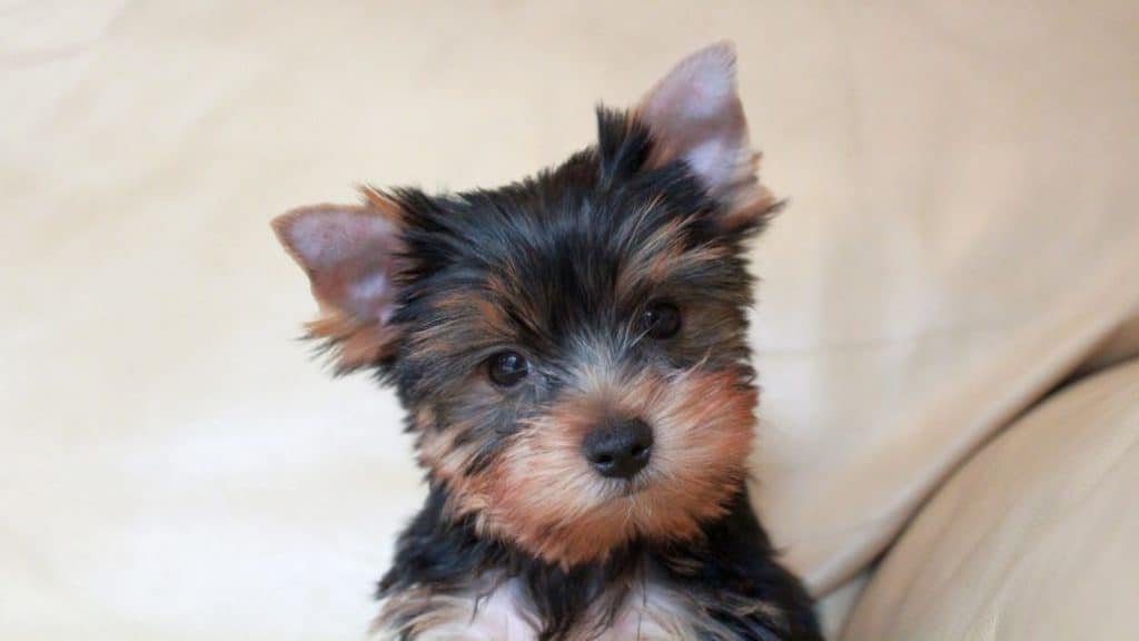 How Old Does A Male Yorkie Have To Be To Breed?