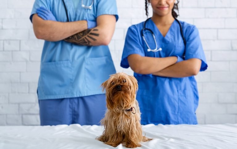 How To Tell If Your Yorkie Has Worms (+What To Do Next)