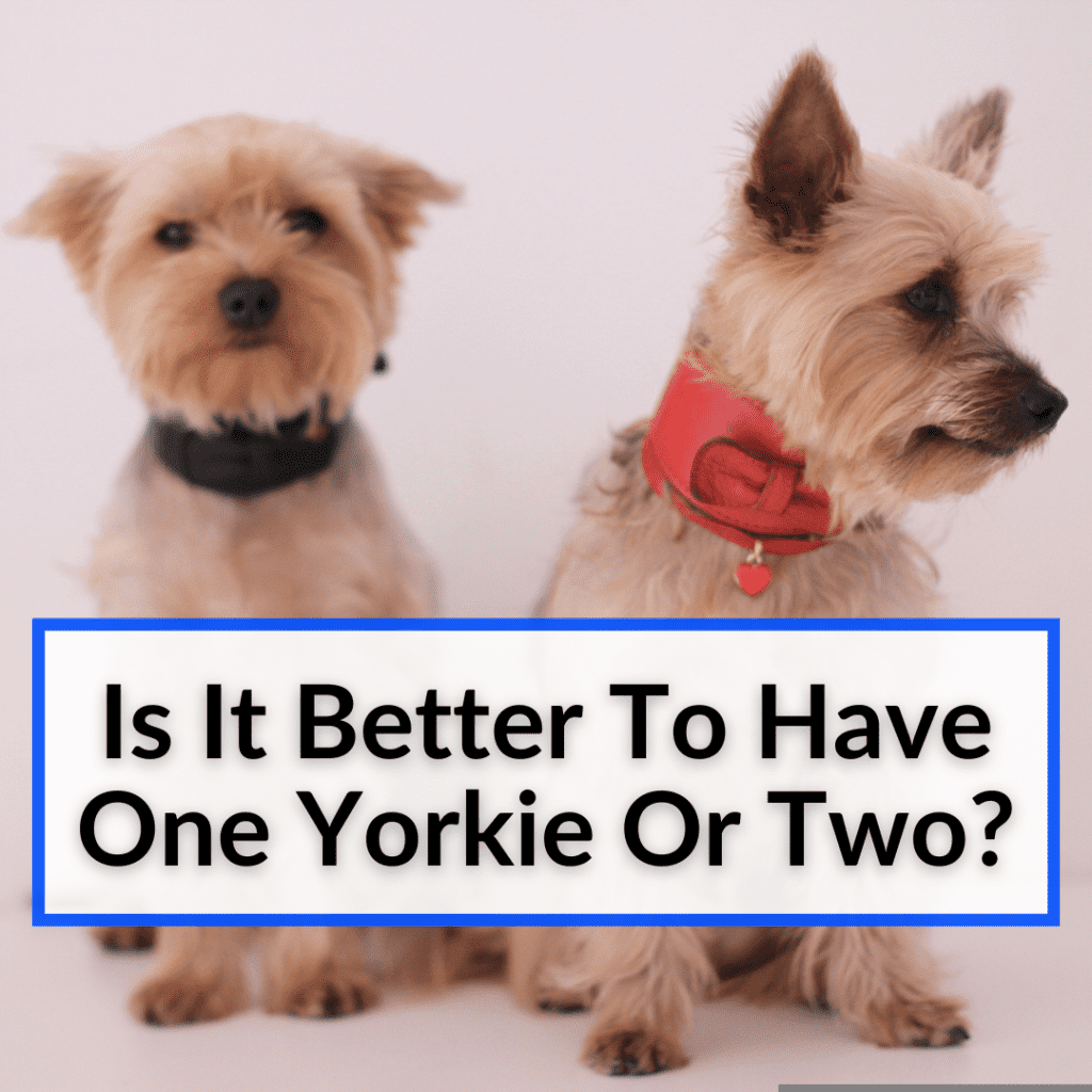 How Much Food Should A Yorkie Eat Per Day?