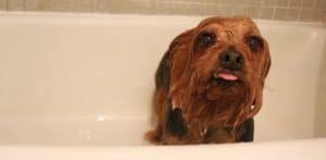 How To Treat Dry Skin On Yorkies (7 Home Remedies That Work)