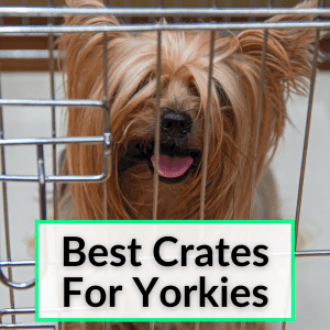 Best Crates For Yorkies (+Yorkie Crate Size Guide)