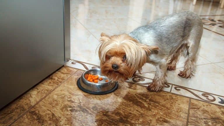 Yorkie Tracheal Collapse (Treatment Options & Everything You Need To Know)