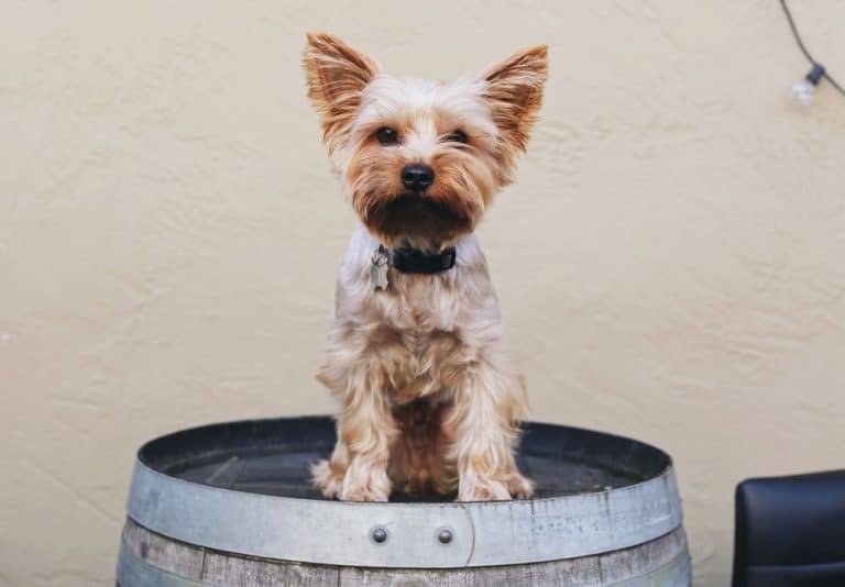 Life Expectancy Of A Yorkie (And Why It's So Long)
