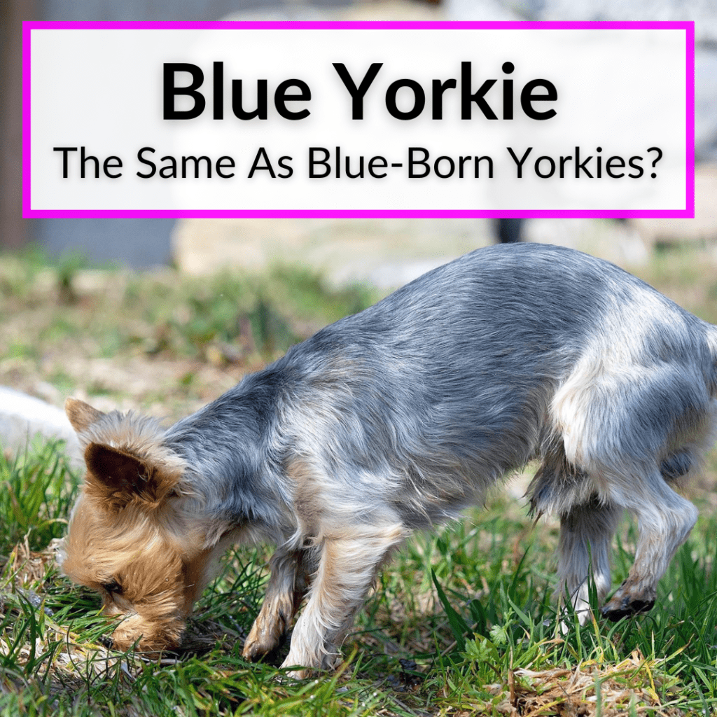 When Is A Yorkie Full Grown? (Growth Stages You Need To Know)