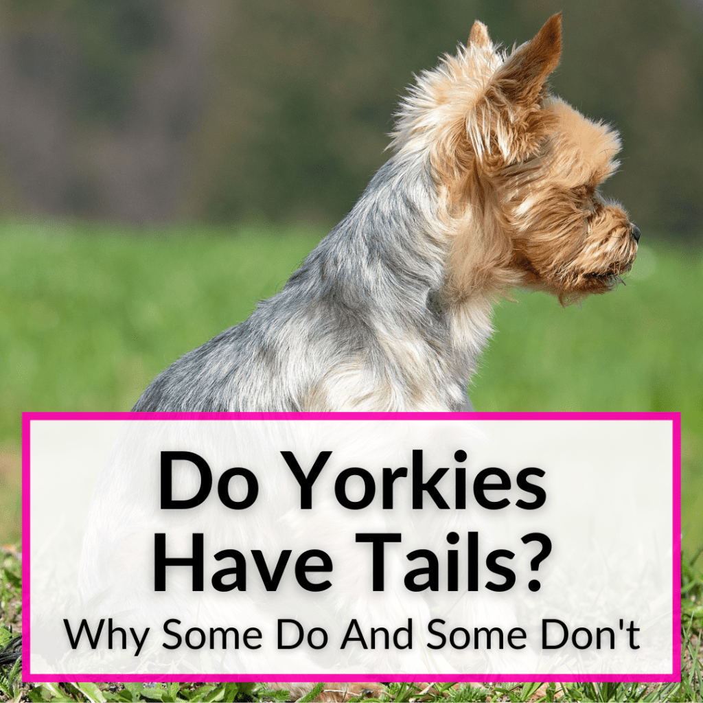 Do Yorkies Have Tails? (Why Some Do And Some Don't)
