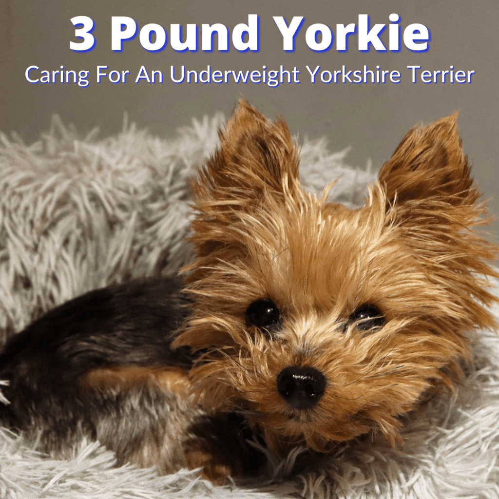 3 Pound Yorkie (Caring For An Underweight Yorkshire Terrier)