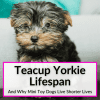 Teacup Yorkie Lifespan (+Why Mini Toy Dogs Live Shorter Lives)