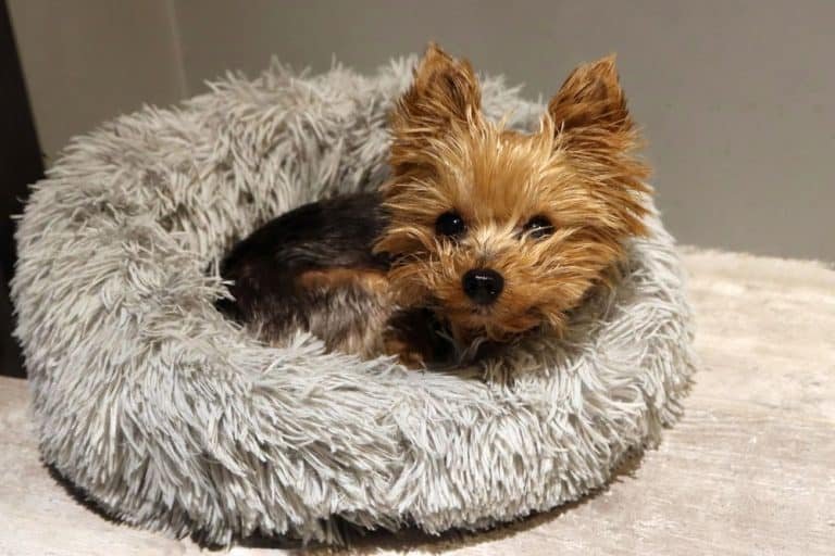 Yorkie Size Comparison (Teacup Yorkie Vs Yorkie)