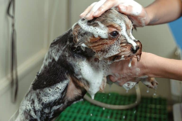 Homemade Dog Conditioner (8 Recipes For DIY Conditioners)