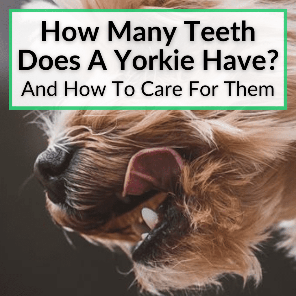 How Many Teeth Does A Yorkie Have? (And How To Care For Them)