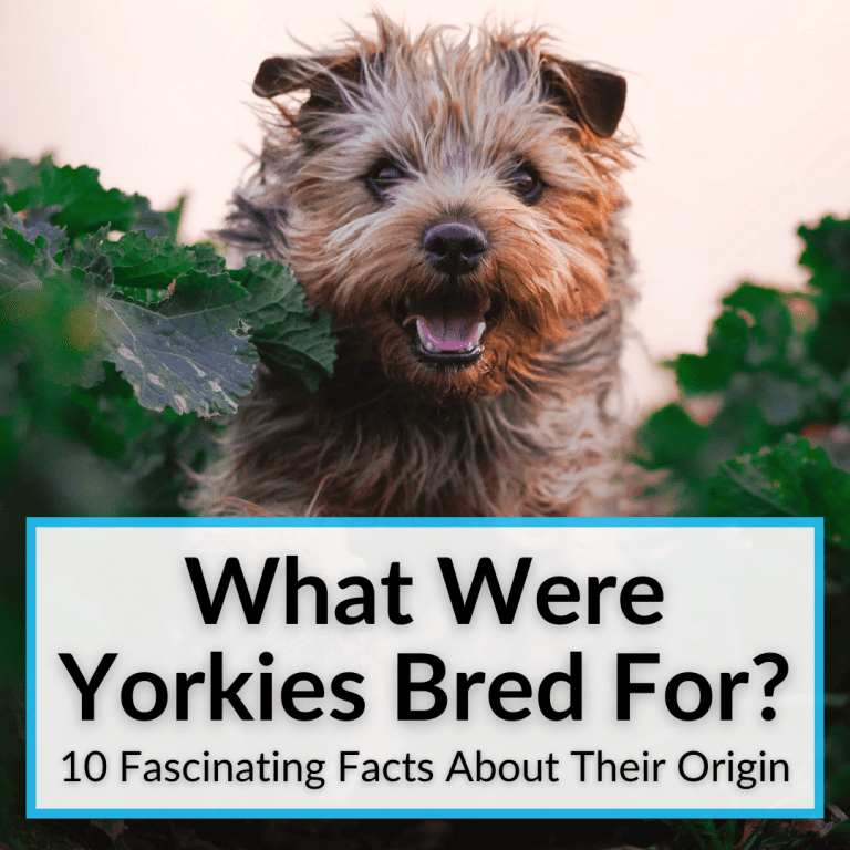 What Were Yorkies Bred For? (10 Fascinating Facts About Their Origin)
