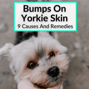 Bumps On Yorkie Skin (9 Causes And Remedies)