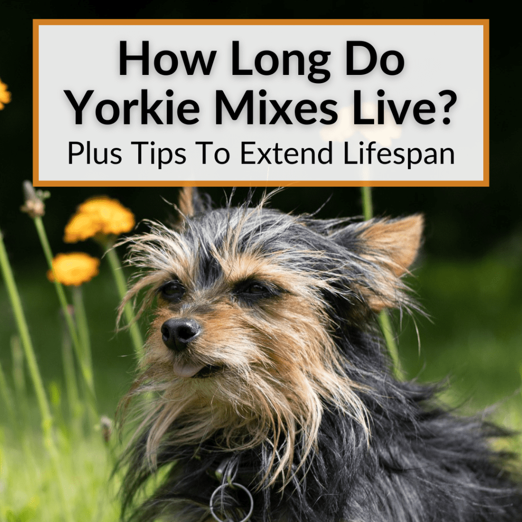 How Long Do Yorkie Mixes Live? (+Tips To Extend Lifespan)