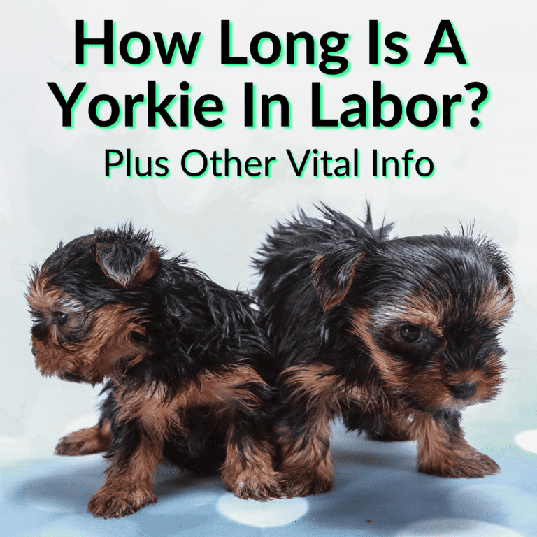 Yorkie Puppy Coat Stages (What Changes You Can Expect)
