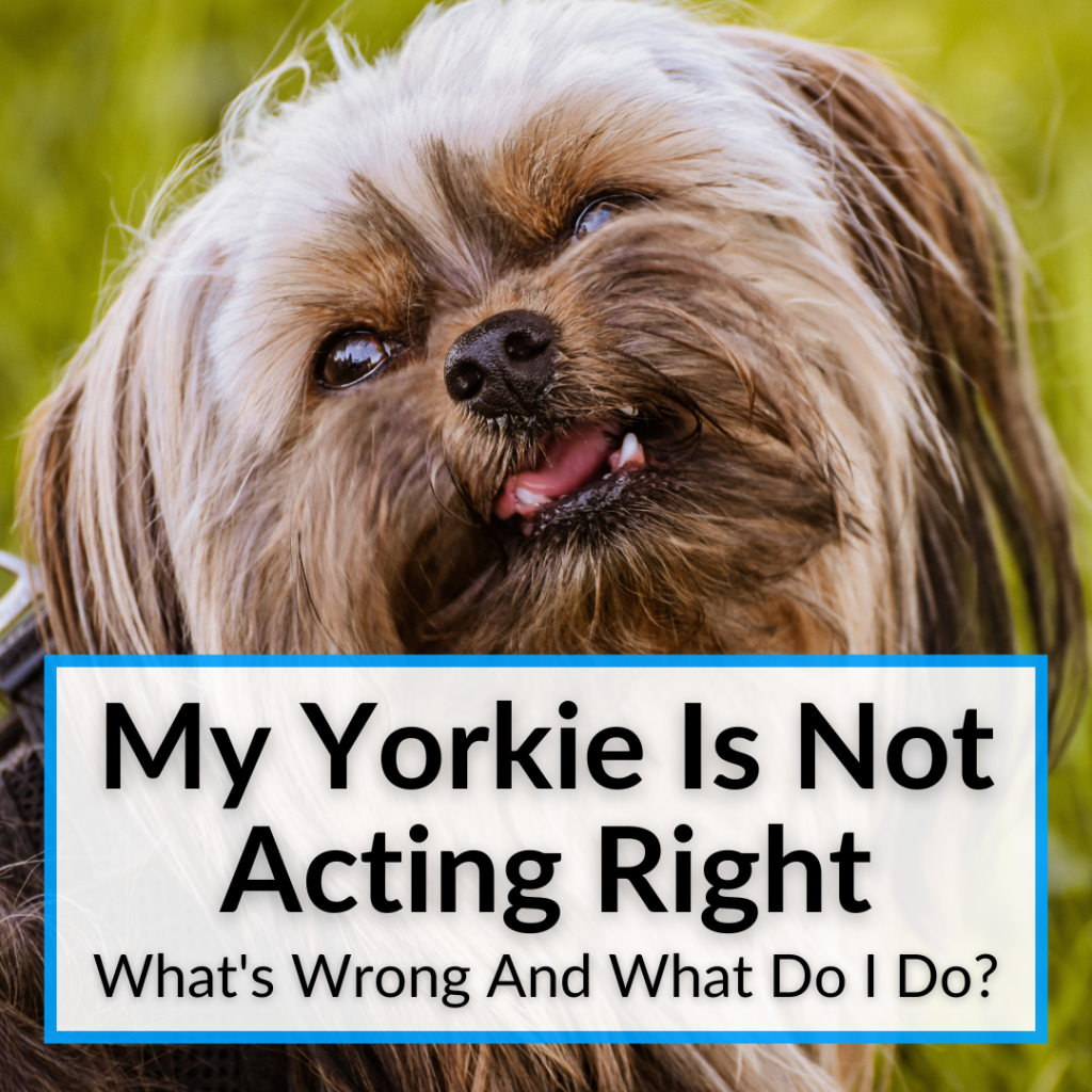 My Yorkie Is Not Acting Right (What's Wrong And What Do I Do?)