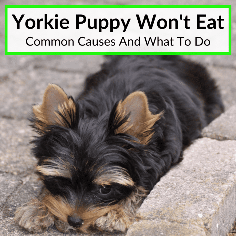 Do Yorkie Poos Have Tails? (What You Need To Know)