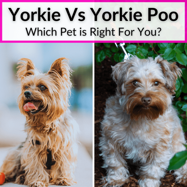 Yorkie Vs Yorkie Poo (Which Pet is Right For You?)