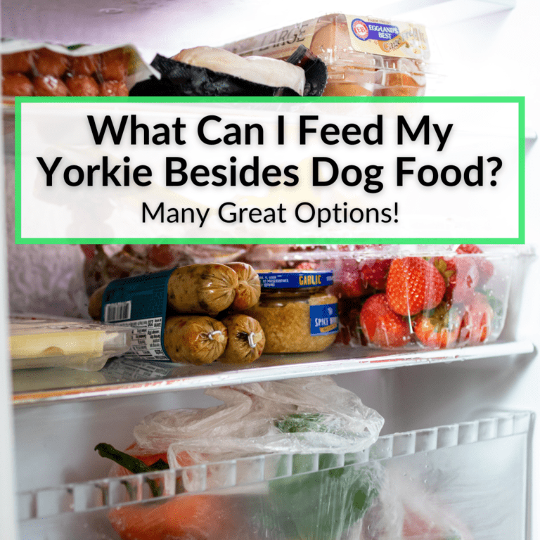 Bumps On Yorkie Skin (9 Causes And Remedies)