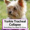 Yorkie Tracheal Collapse (Treatment Options & Everything You Need To Know)