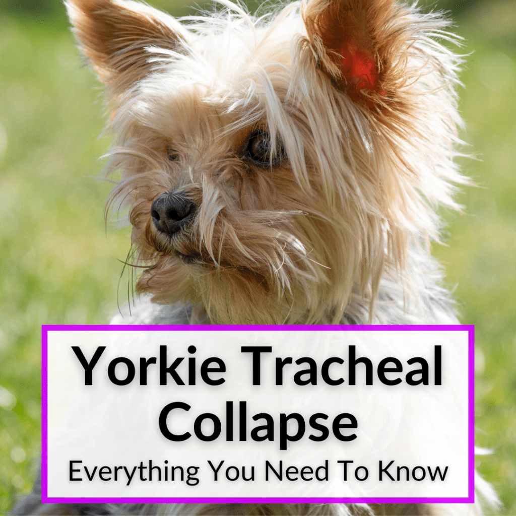 Yorkie Tracheal Collapse (Treatment Options & Everything You Need To Know)